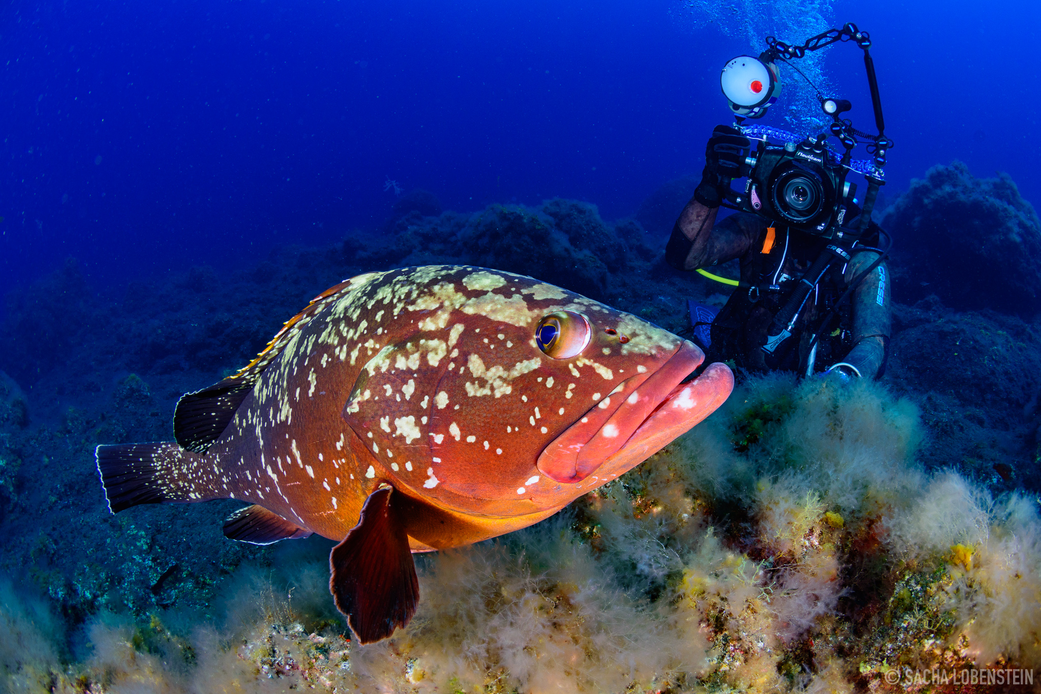 El Bajón avec photographie sous-marine - Centro de Buceo El Bajón, El ...