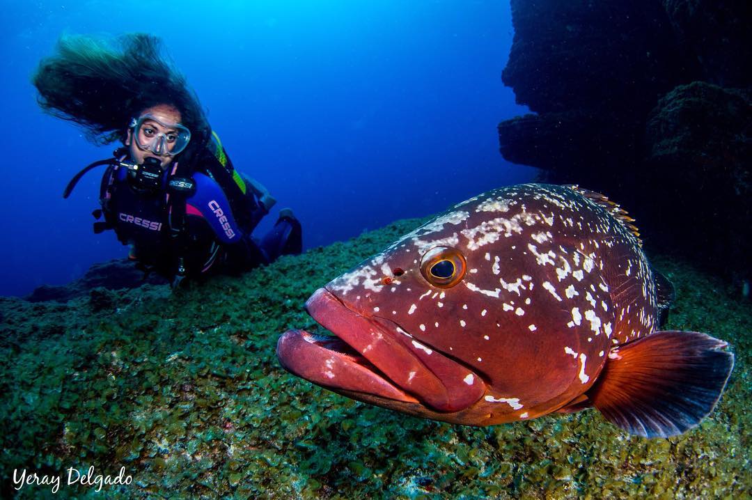 Tarifs - Centro de Buceo El Bajón, El Hierro